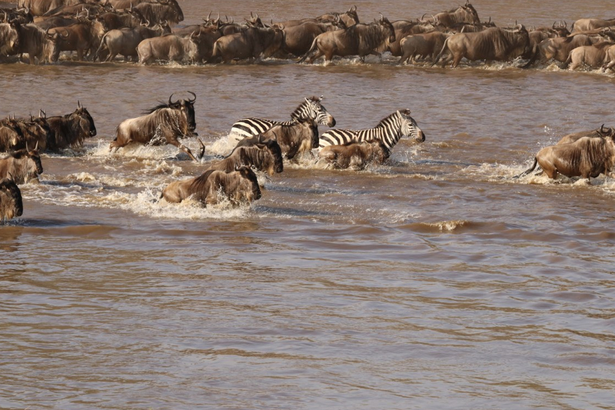 5 Days Great Migration Fly in from Zanzibar - Alpha Grand Travel & Holidays