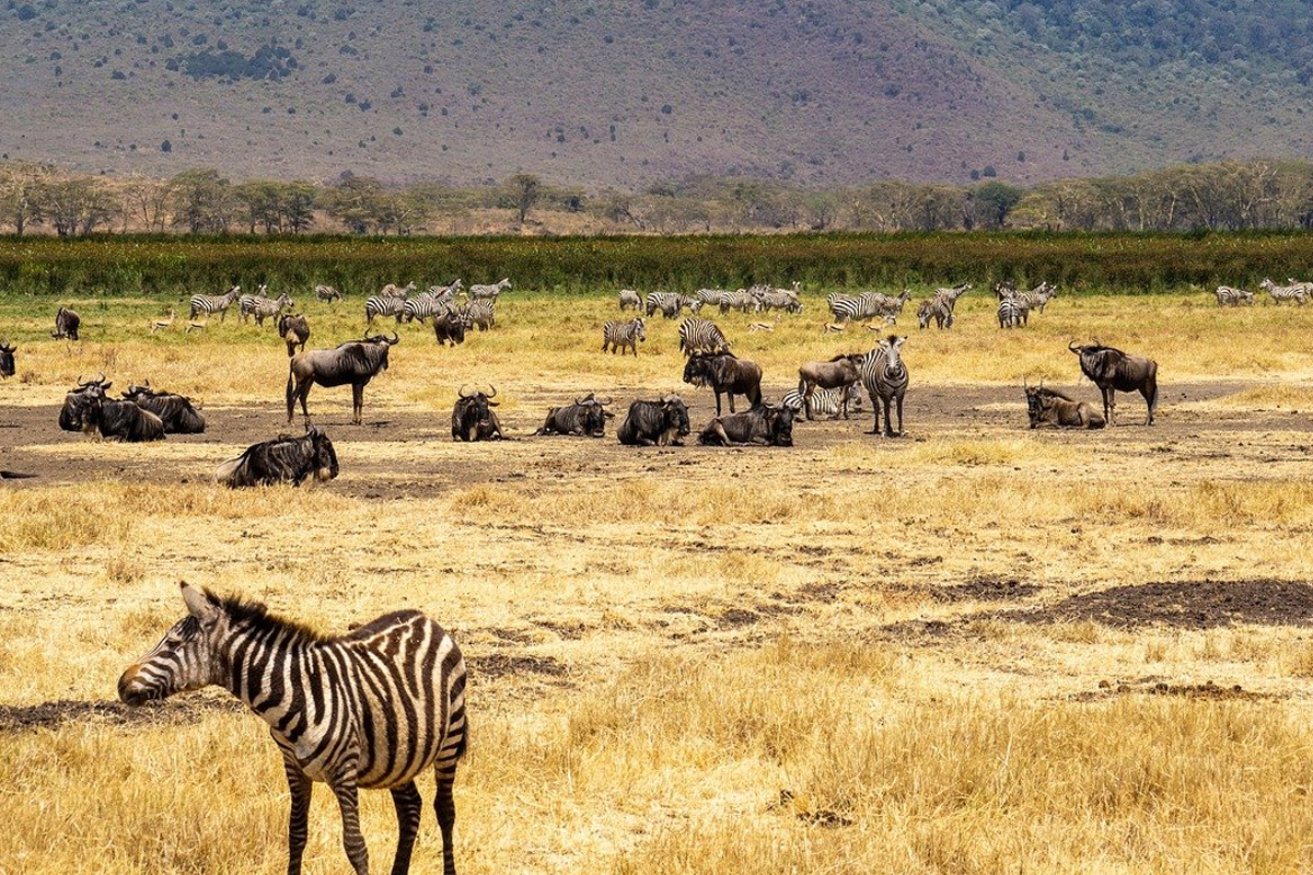 Tanzania Family Safari - Alpha Grand Travel & Holidays